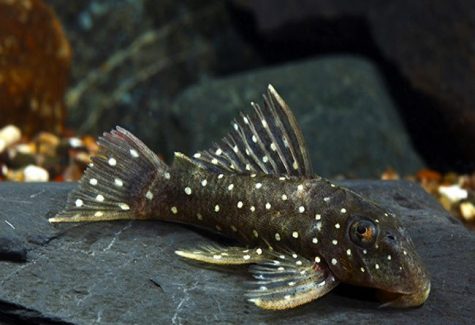 Spotted Rubbernose Pleco L-187A Algae Fish | Arizona Aquatic Gardens