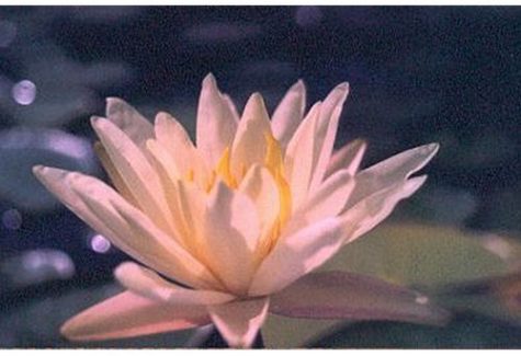 Peach Orange Wanvisa or Nymphaea 'Wanvisa' Winter Hardy Water Lily ...
