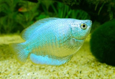 Moonlight Gourami | Arizona Aquatic Gardens