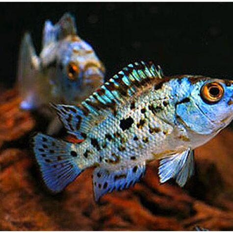 Pearlescale Carpintis Cichlid | Arizona Aquatic Gardens