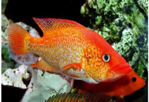 Red Devil Cichlid Freshwater Fish | Arizona Aquatic Gardens