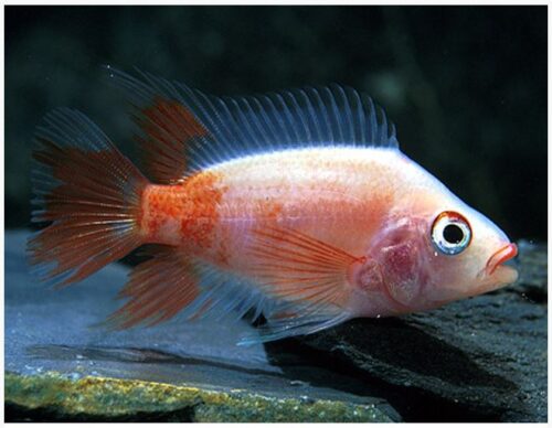 Red Devil Cichlid Freshwater Fish | Arizona Aquatic Gardens