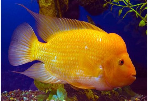 Red-Spotted Turquoise Severum Cichlid Fish | Arizona Aquatic Gardens