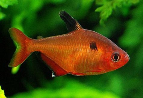 Buck Toothed Tetra Exodon Paradoxus Tropical Fish | Arizona Aquatic Gardens
