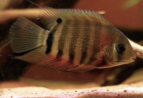 Green Severum Cichlid Freshwater Fish | Arizona Aquatic Gardens