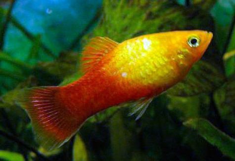 Red Velvet Swordtail Aquarium Aquarium Fish | Arizona Aquatic Gardens