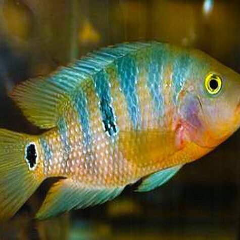 Red-Spotted Turquoise Severum Cichlid Fish | Arizona Aquatic Gardens