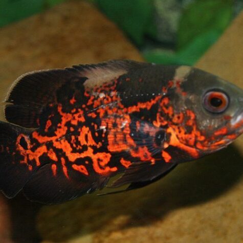 Red-Spotted Turquoise Severum Cichlid Fish | Arizona Aquatic Gardens