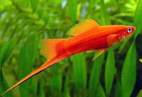 Koi Sanke Swordtail Aquarium Fish | Arizona Aquatic Gardens
