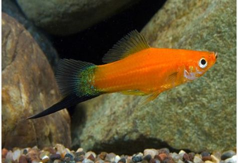 Koi Sanke Swordtail Aquarium Fish | Arizona Aquatic Gardens