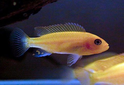 Uaru Cichlid | Arizona Aquatic Gardens