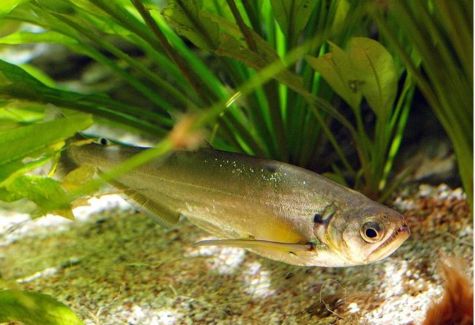 Spotted or Marbled Gar | Arizona Aquatic Gardens