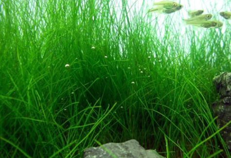 Sagittaria Chilensis Broadleaf Aquarium Plant | Arizona Aquatic Gardens