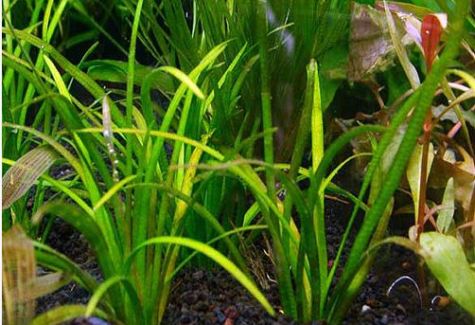 Sagittaria Chilensis Broadleaf Aquarium Plant | Arizona Aquatic Gardens