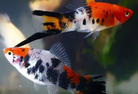 Koi Kohaku Swordtail Aquarium Fish | Arizona Aquatic Gardens