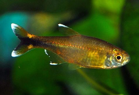 Buck Toothed Tetra Exodon Paradoxus Tropical Fish | Arizona Aquatic Gardens