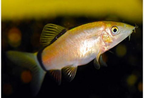 Angelicus Botia Loach | Arizona Aquatic Gardens