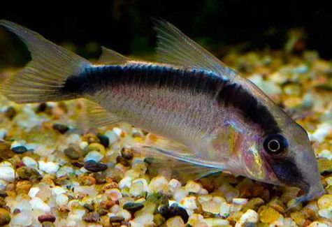 Julii Cory Catfish | Arizona Aquatic Gardens