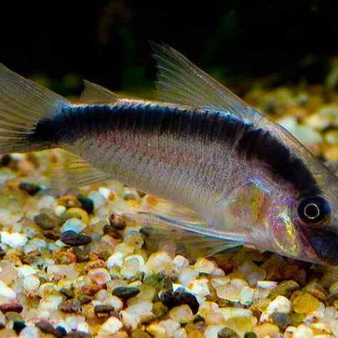 Cory - Dwarf Habrosus Cory Catfish - Arizona Aquatic Gardens