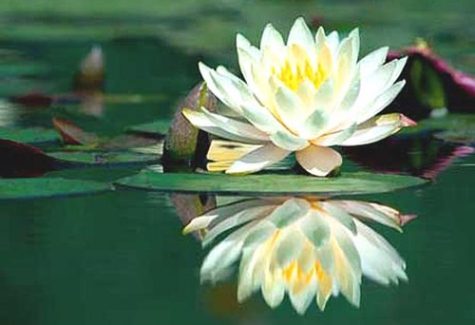 Assorted Water Lotus Tuber Plant Packs | Arizona Aquatic Gardens