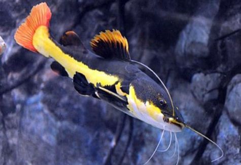 Synodontis Decorus Catfish | Arizona Aquatic Gardens