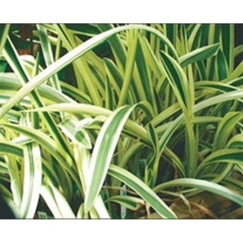 Tropical Pond Marginal Bog Plant – Spider Lily Variegated or ...
