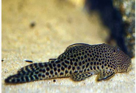 True Zebra Pleco L-46 Tank Raised | Arizona Aquatic Gardens