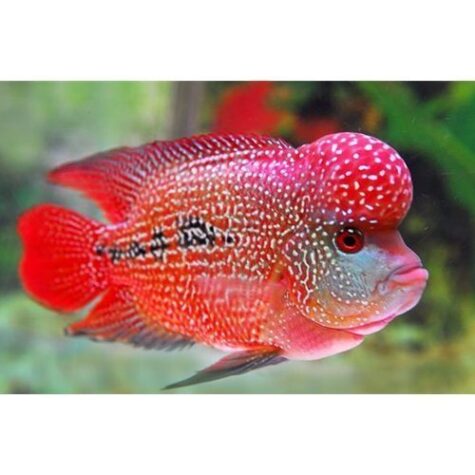 Golden Phoenix Flowerhorn | Arizona Aquatic Gardens