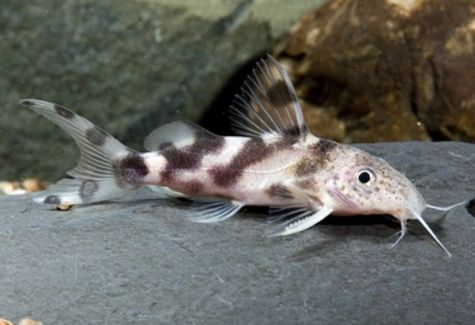 Red-Tailed Leopard Tiger Shovelnose Catfish Cross | Arizona Aquatic Gardens