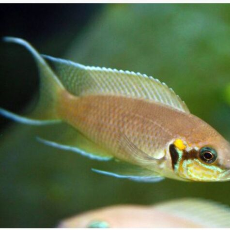 Tanganyikan African Frontosa Cichlid | Arizona Aquatic Gardens