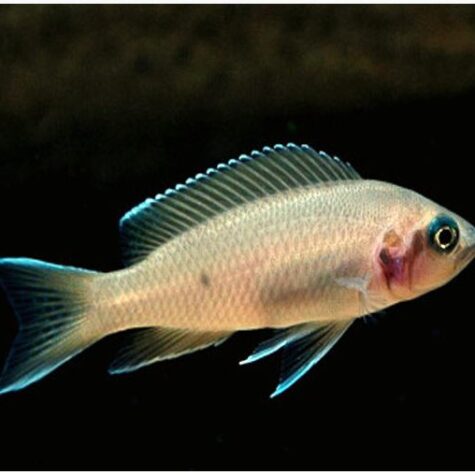 Tanganyikan Tropheus Moliro Firecracker Cichlid | Arizona Aquatic Gardens