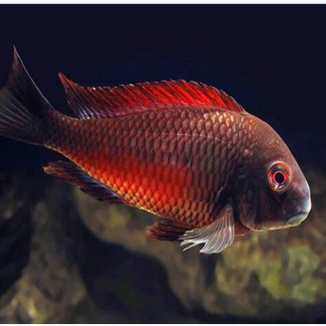 Benga Sunshine Peacock Cichlid | Arizona Aquatic Gardens