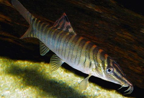 Candy Stripe Zebra Loach | Arizona Aquatic Gardens