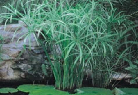 Southern Swamp Lily or Crinum americanum Bog Plant | Arizona Aquatic ...