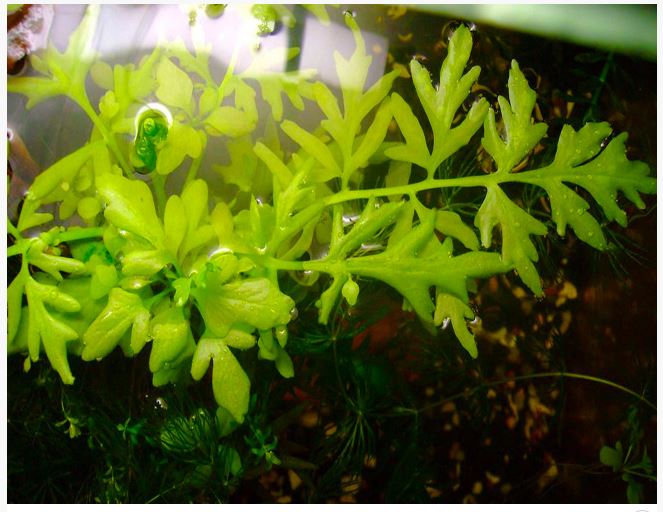 Water Sprite Floating Plant | Arizona Aquatic Gardens