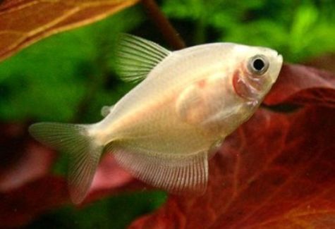 Red Minor Long Fin Serpae Tetra | Arizona Aquatic Gardens