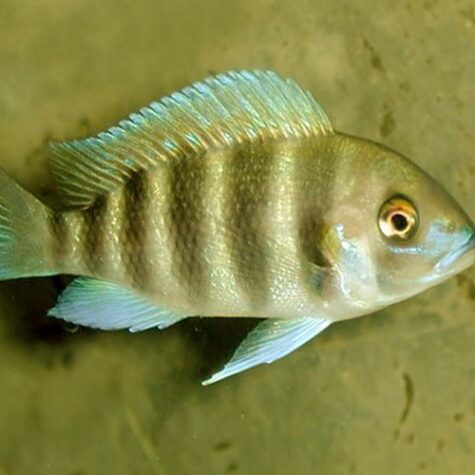 Flameback Cichlid Haplochromis sp. "Flameback" | Arizona Aquatic Gardens