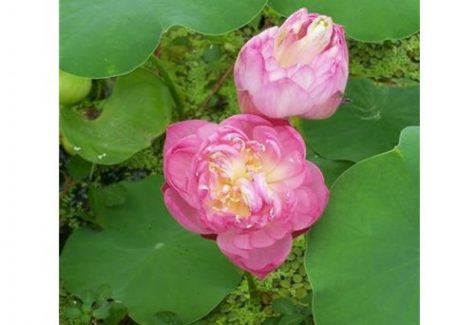 Assorted Water Lotus Tuber Plant Packs | Arizona Aquatic Gardens