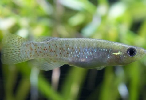 Aquarium Fish, Plants & Accessories - Arizona Aquatic Gardens