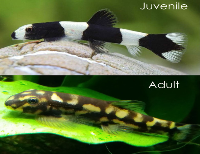Panda Loach Protomyzon pachychilus Yaoshania pachychilus for sale