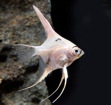 Pterophyllum Leopoldi Angelfish Peru Altum Red-Spotted (False Altum ...