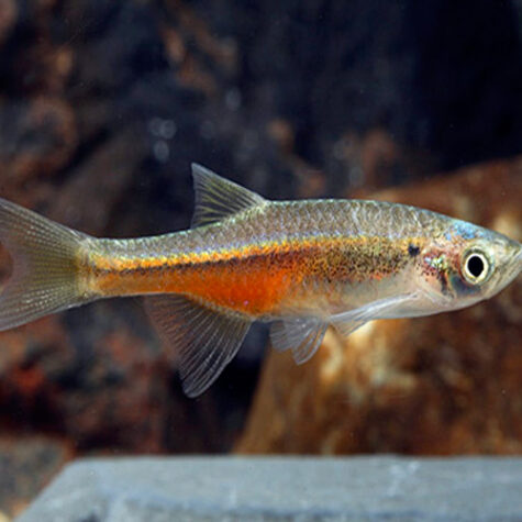 Zebra Leopard Danio and more for sale online! Danio rerio for sale