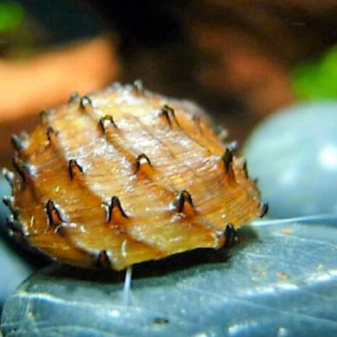 Bush Grazer Aquatic Pond Snail - Honey Gem Bush Grazer for sale