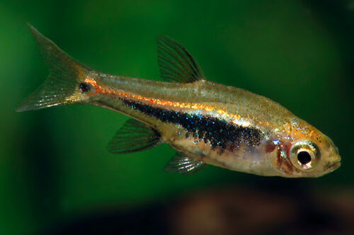 Exclamation Point Rasbora or Least Rasbora | Arizona Aquatic Gardens